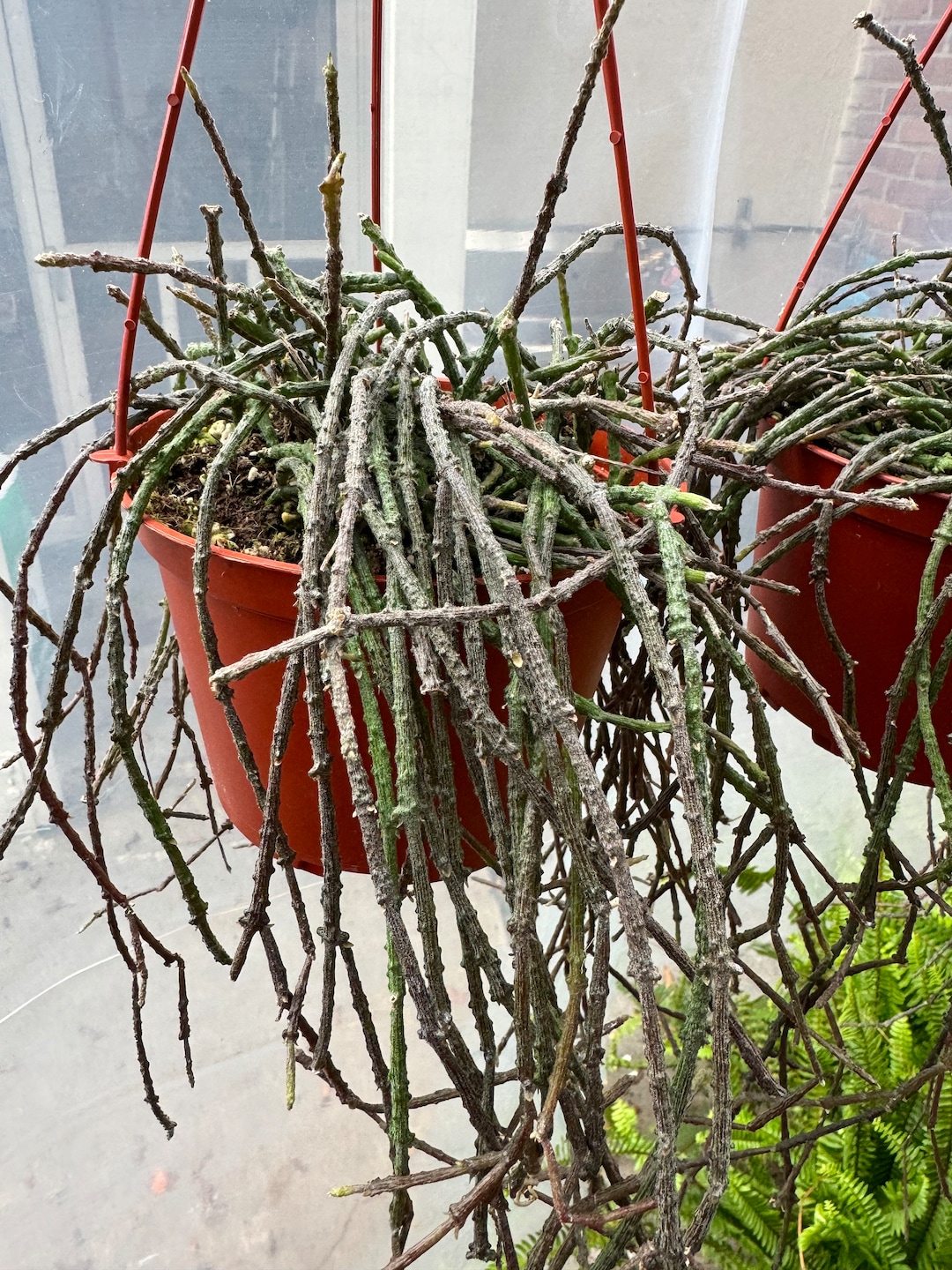 XL 6 Pot Cynchanum Marnierianum/dead Stick Plant/bundle of Sticks Plant ...