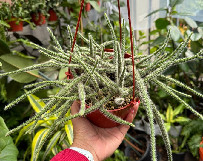 Rat Tail Cactus - Etsy