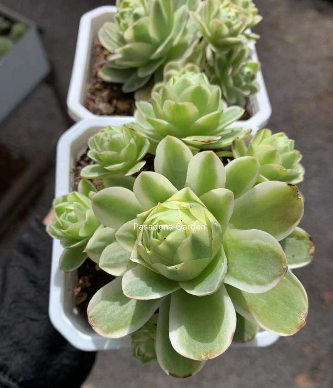 Import Aeonium Variegated Mountain Rose/turn Pink in Summer/ship Bare ...