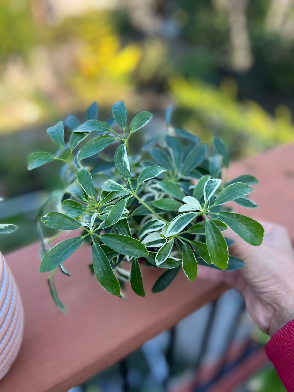 4 Pot Variegated Dwarf Umbrella Tree/ Schefflera Arboricola | Etsy