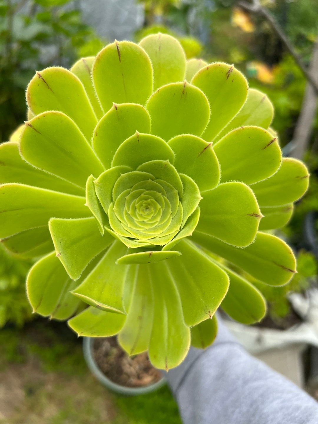 6” Pot Aeonium Arboreum/aeonium Green Rosette - Etsy