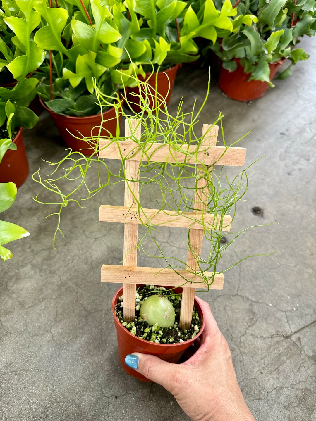 4” Pot Climbing Onion With Trellis/ Bowiea Volubilis/rare Plant/the ...