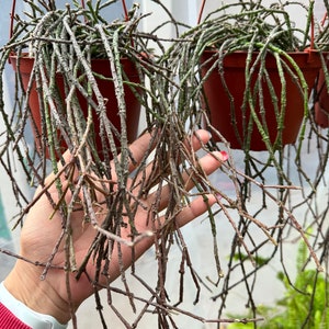 XL 6 Pot Cynchanum Marnierianum/dead Stick Plant/bundle of Sticks Plant ...