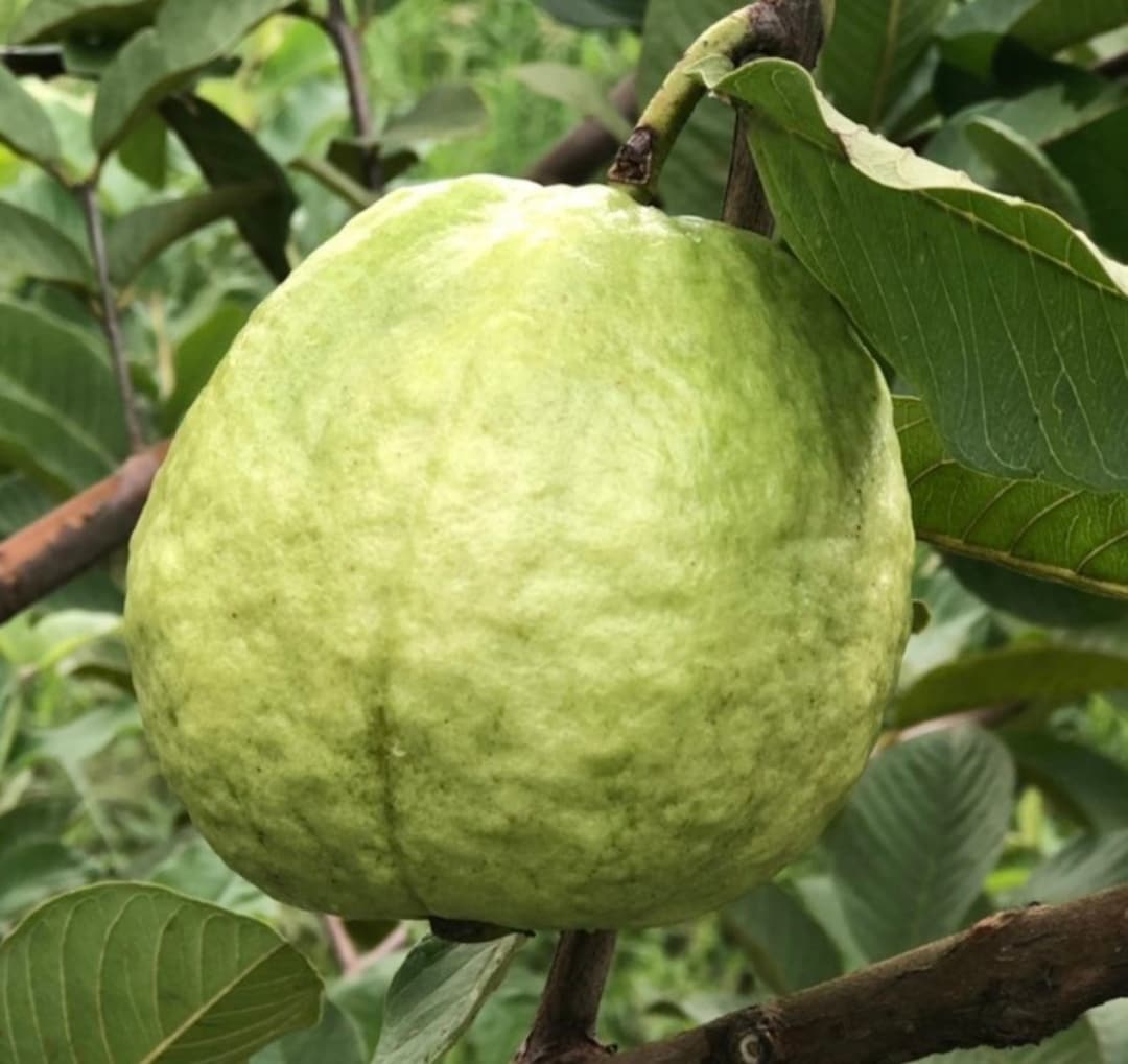 4-5 Ft Tall 7 Gallon Pot Taiwan Pearl Guava Tree/ Taiwan Champion Guava ...