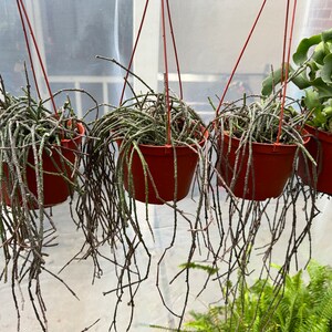 XL 6 Pot Cynchanum Marnierianum/dead Stick Plant/bundle of Sticks Plant ...