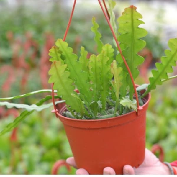 Fishbone Cactus - Etsy