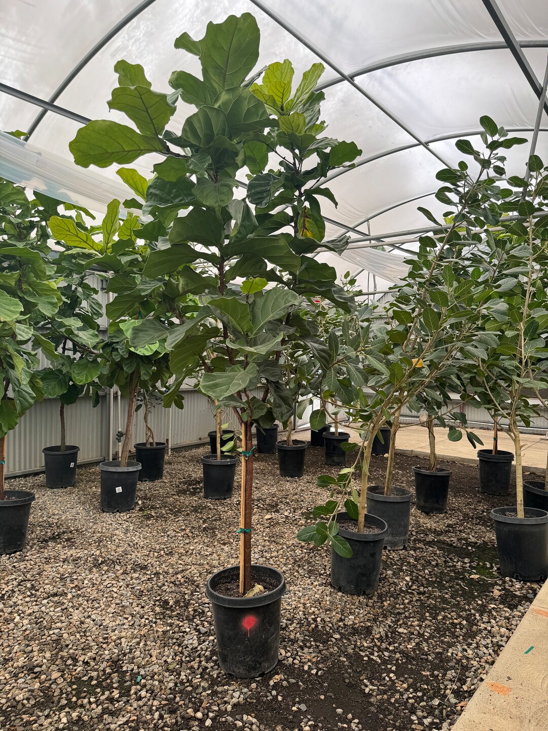 Over 8ft Tall Ficus Lyrata Tree/fiddle-leaf Fig/banjo Fig/fiddle-leaved ...