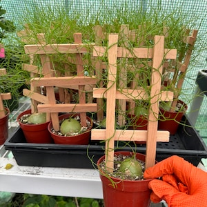 4 Pot Climbing Onion With Trellis/ Bowiea Volubilis/rare Plant/the ...