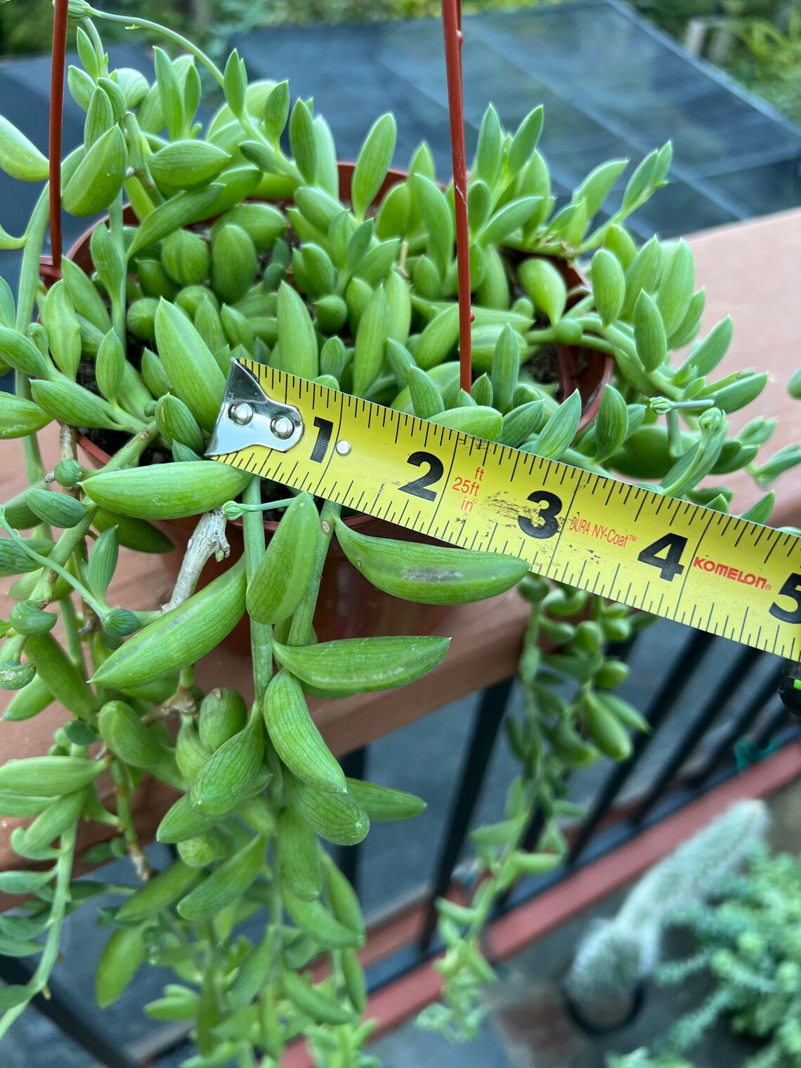 6 Pot Very Long String of Watermelon/curio Herreanus/exact - Etsy