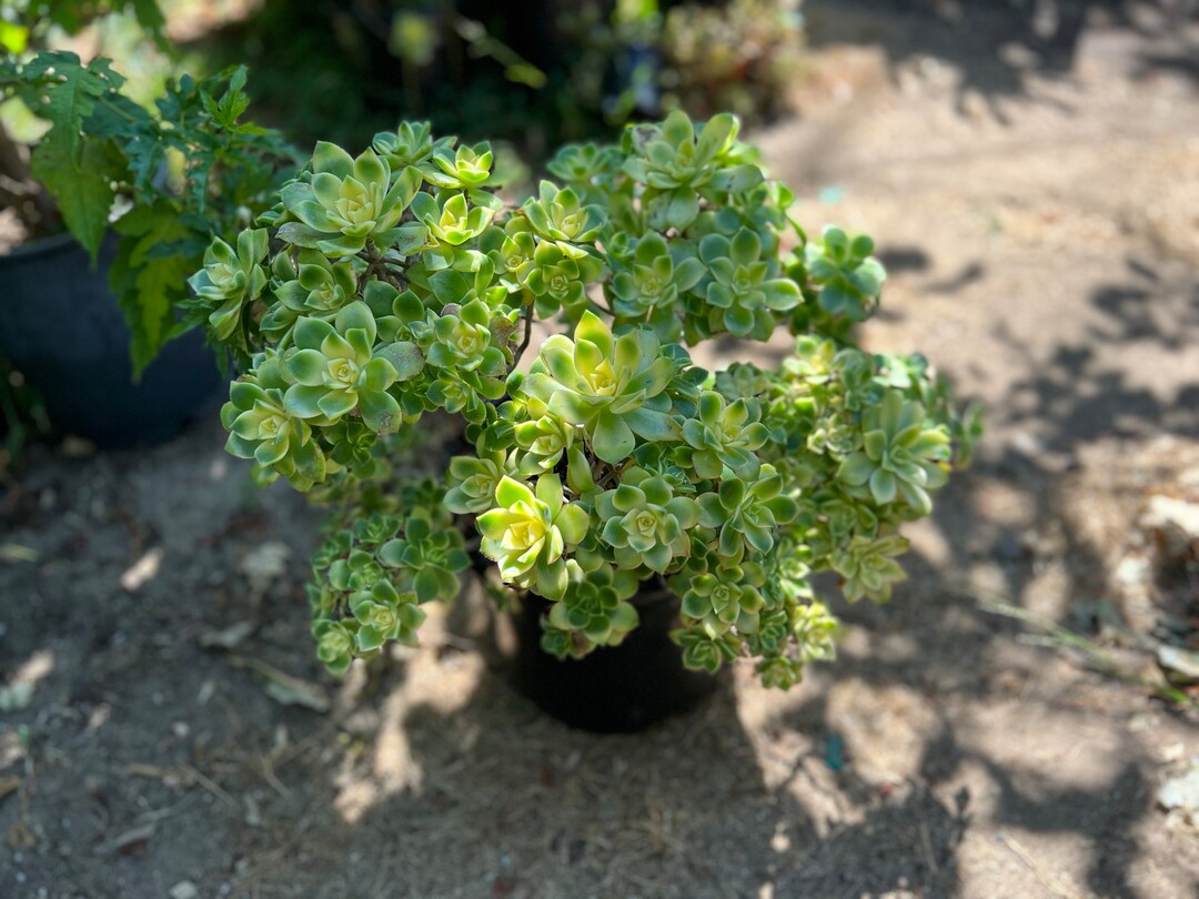 Over 10” Pot Variegated Aeonium Kiwi Succulents/ Exact Plant/ Multiple ...