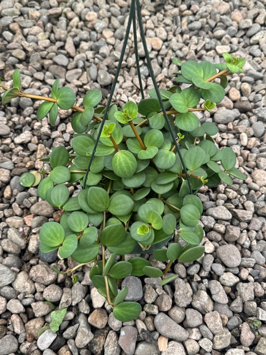 6” Pot Peperomia Hope/trailing Jade Peperomia/trailing House Plant ...