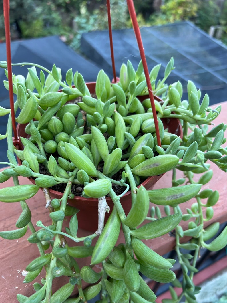 6 Pot Very Long String of Watermelon/curio Herreanus/exact - Etsy