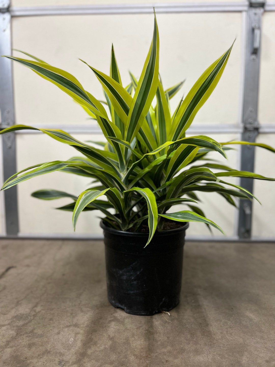 10” Pot Dracaena Warneckii Lemon Lime Tree/ Beautiful Color/ in Door ...