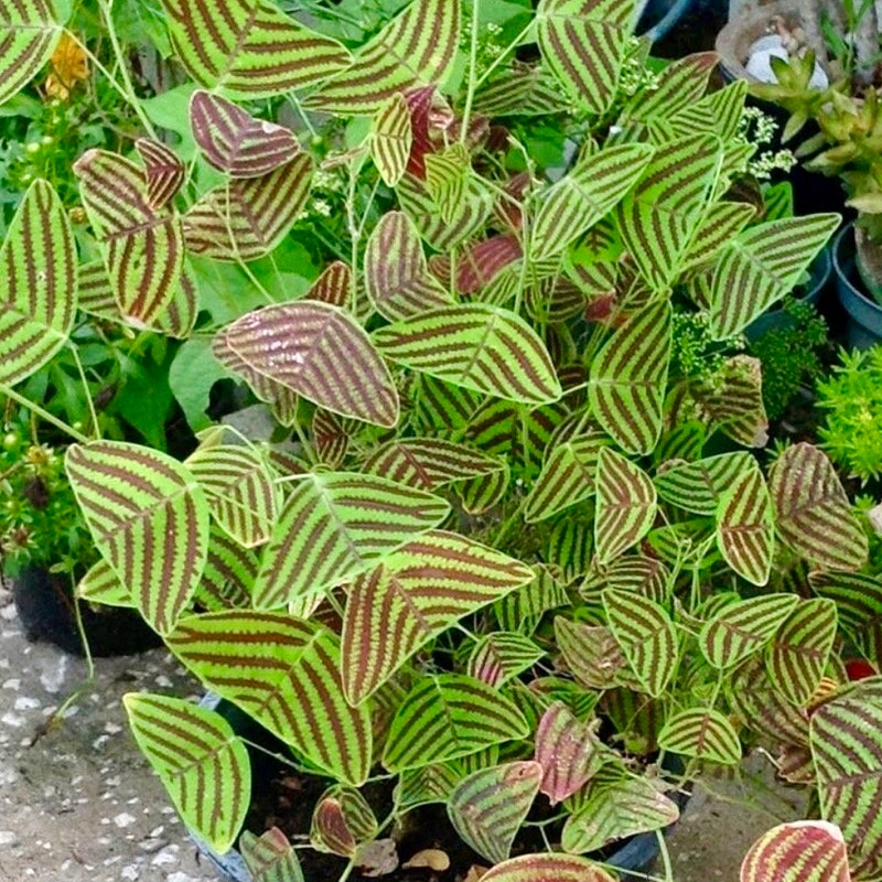 Butterfly Wing Plant - Etsy