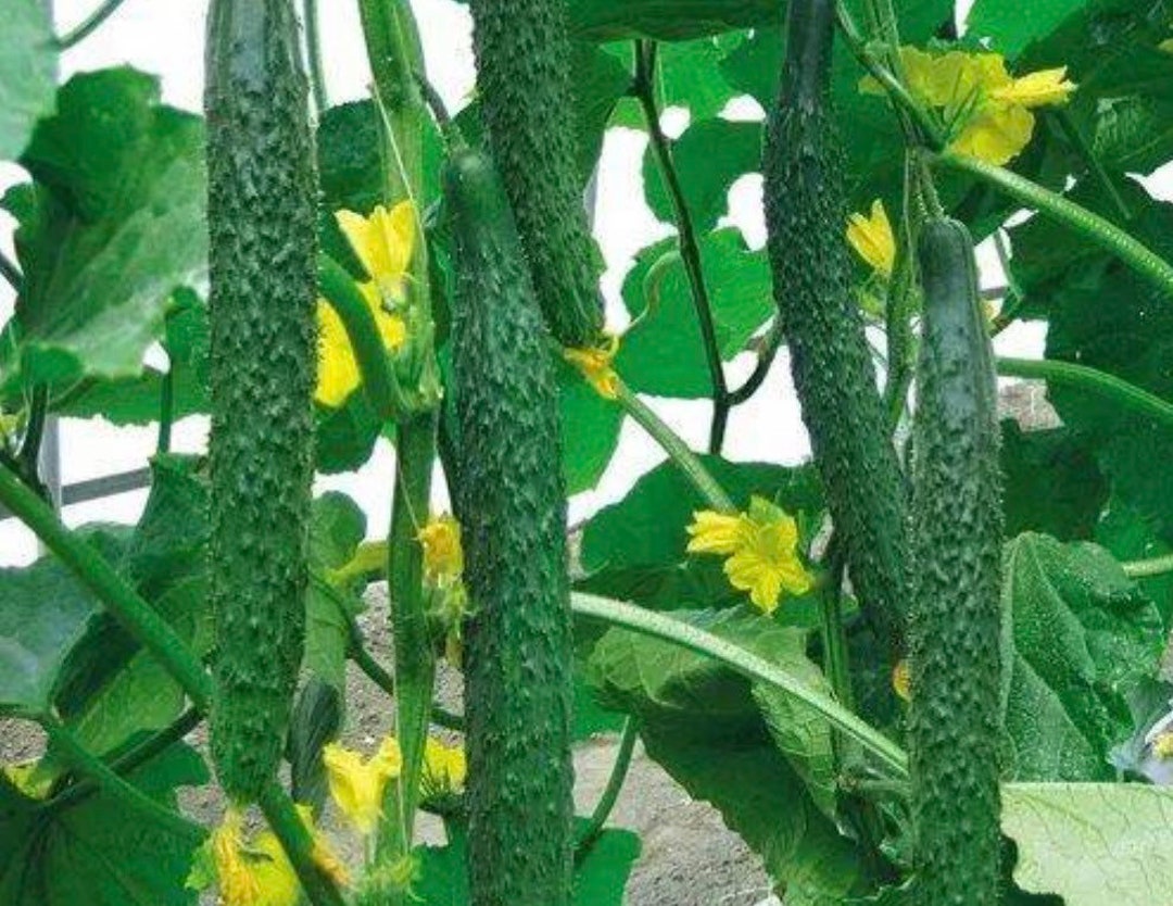 4” Pot Live Plant Japanese Palace King Cucumber Vine/ 日本小黃瓜苗 - Etsy