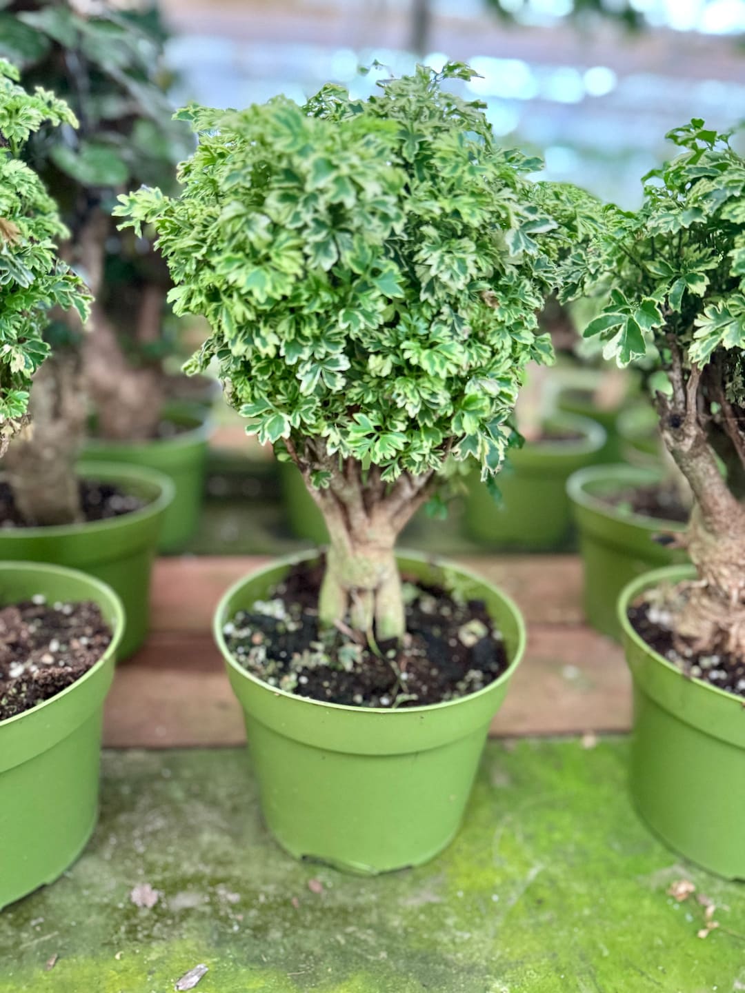 6” Pot Variegated Ming Aralia/polyscias Fruticosa Variegata/easy Care ...