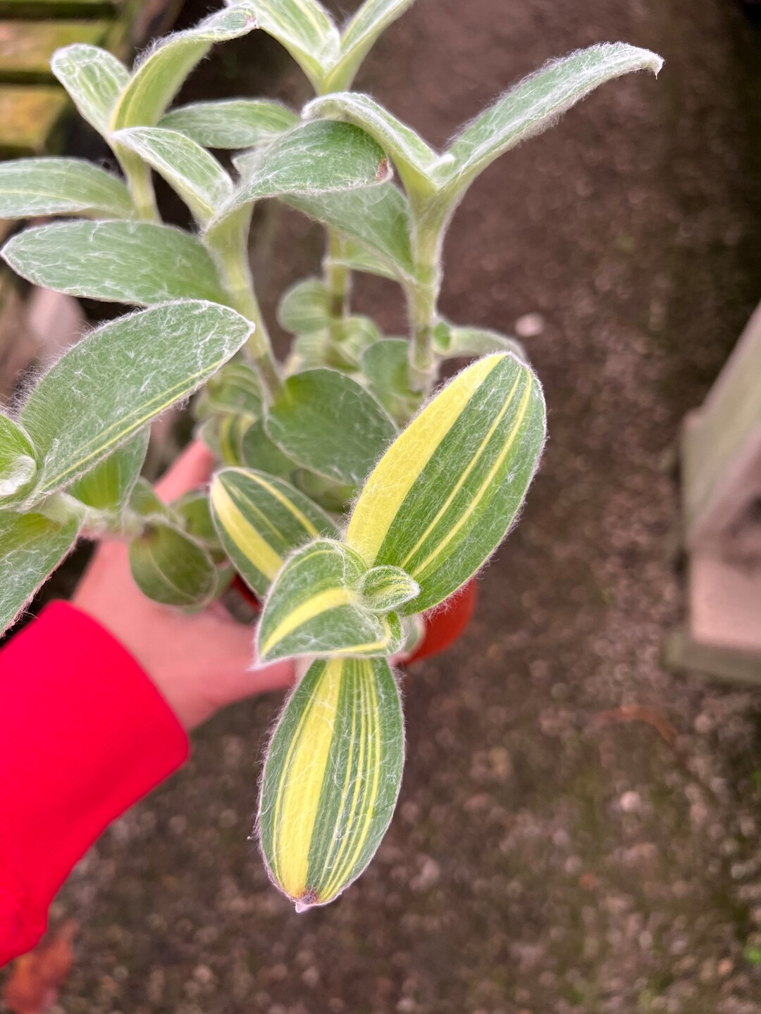 4 Tradescantia Fuzzy Golden Stripes Live Plant/tradescantia ...