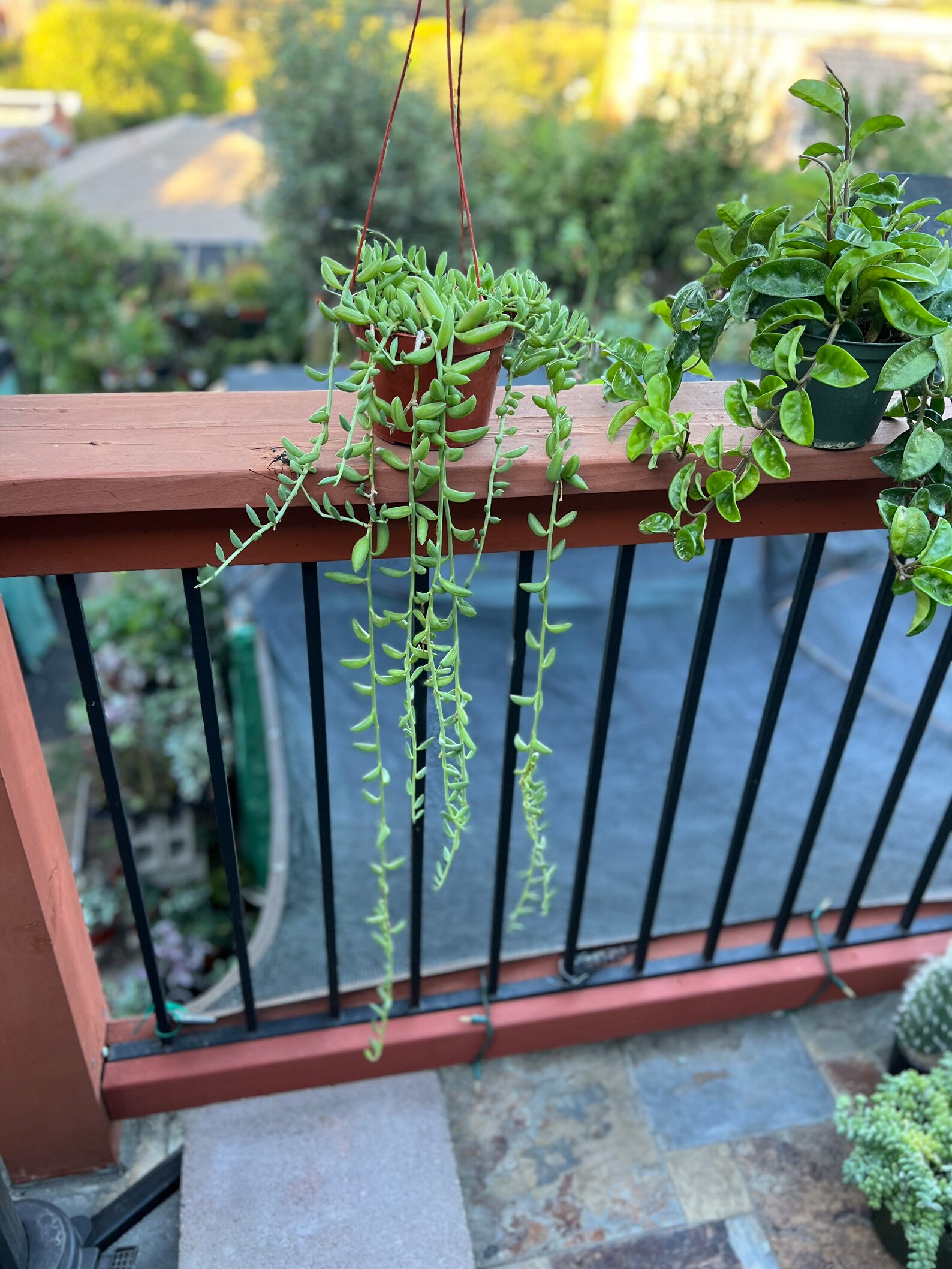 6 Pot Very Long String of Watermelon/curio Herreanus/exact - Etsy