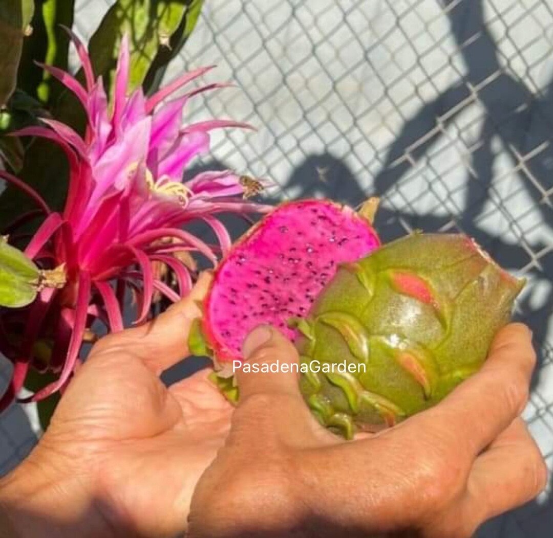 GREEN Dragon Fruit RED Fruit&red Flowers pitaya Live Plant/lychee ...