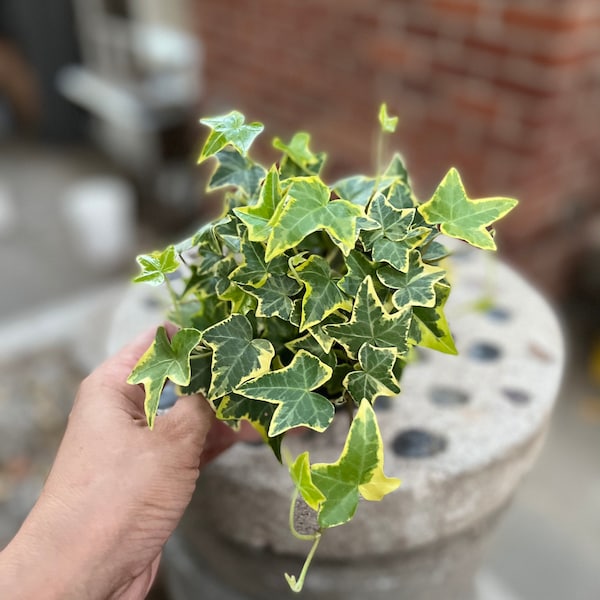 English Ivy Live Plant - Etsy