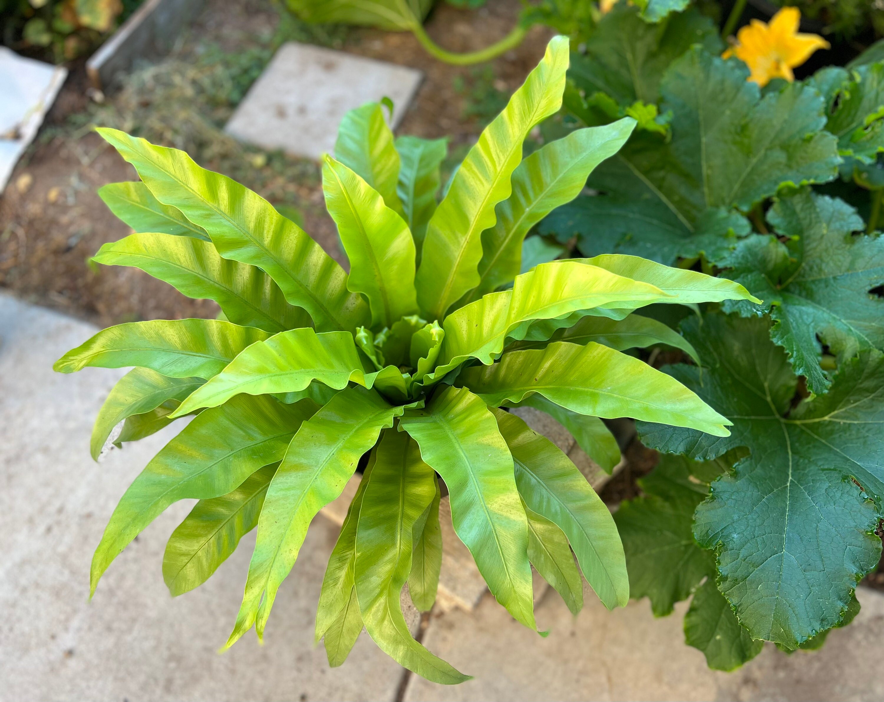 Asplenium Nidus Potted