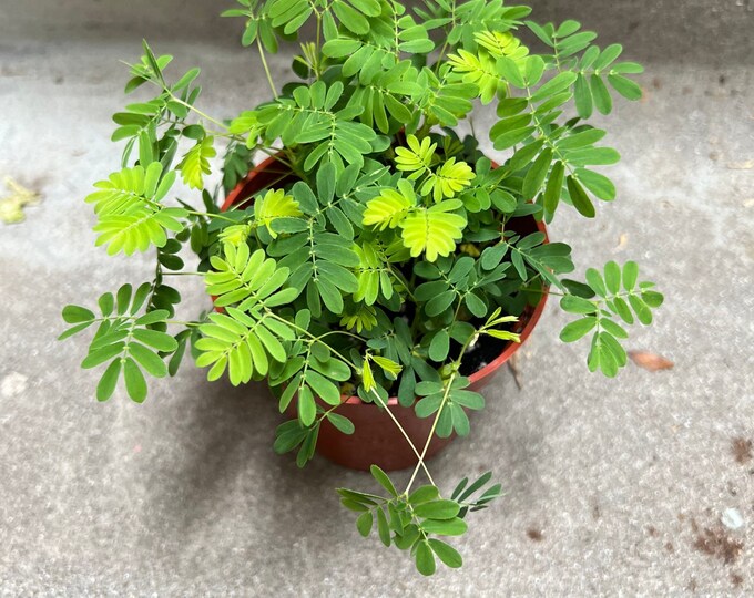 4” Pot Live Plant Mimosa Pudica /fairy Sensitive Plant/ Hard to Find ...