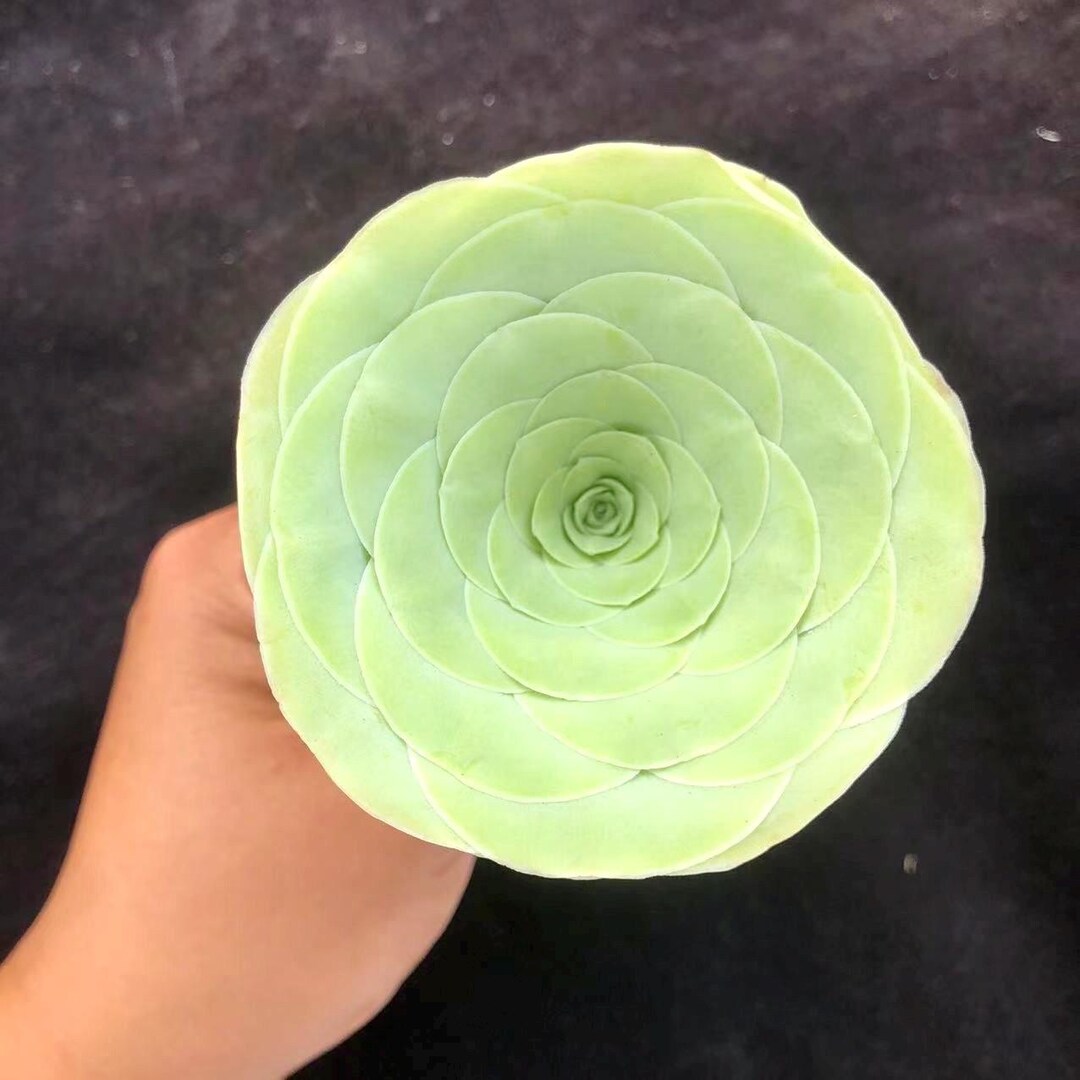 6” Pot Aeonium Spp. Dipocylum Var. Gigantea/aeonium Egg/rare Plant ...