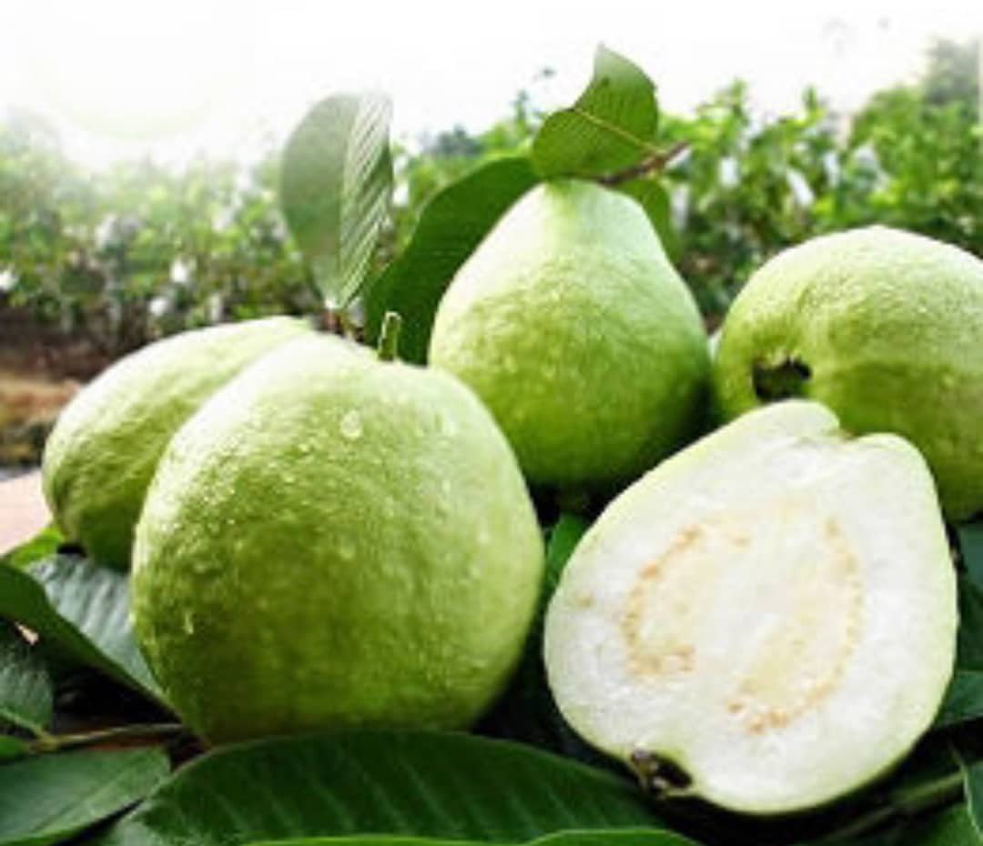 1 Gallon Pot Taiwan Pearl Guava Tree/ Taiwan Champion Guava/台灣冠軍珍珠芭樂樹苗 ...