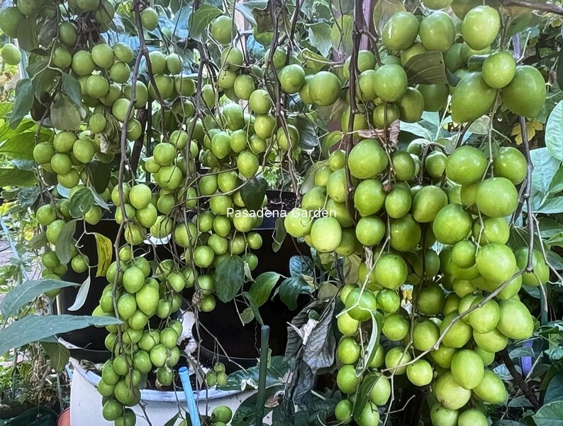 5 Gallon Pot Air Layered Taiwan Green Jujube Fruit Tree/臺灣青棗苗/fruits ...