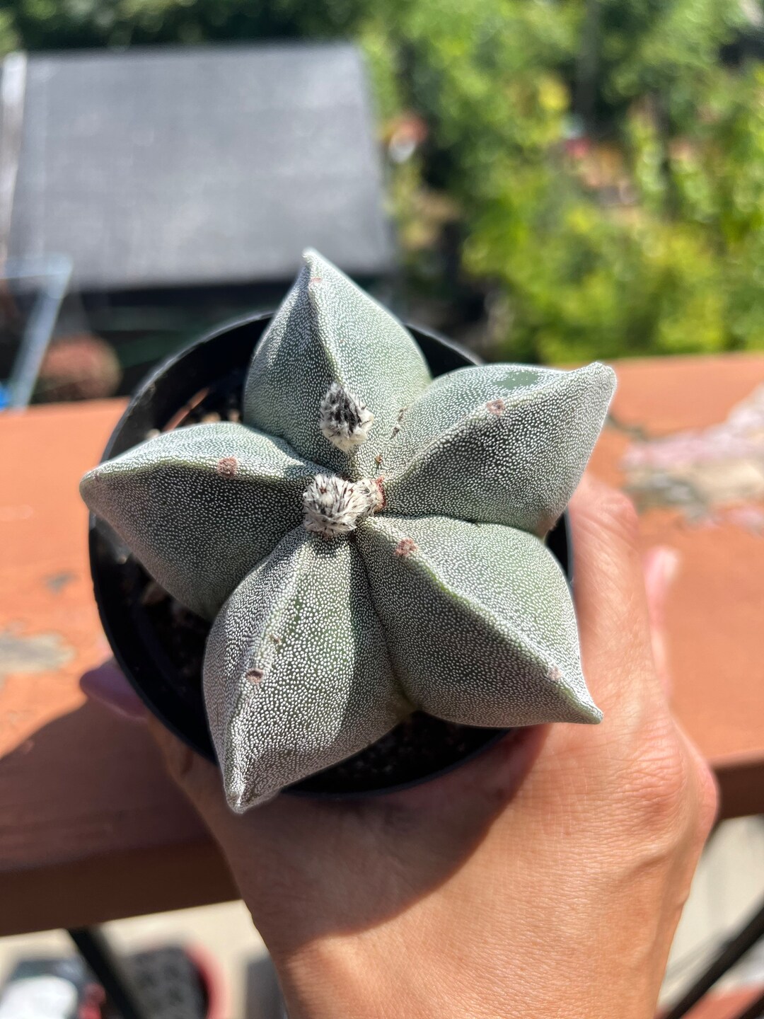 4” Pot Rare Plant Astrophytum Myriostigma/bishop’s Cap Cactus/yellow ...