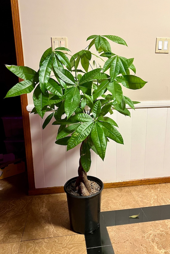Tall Money Tree Plant