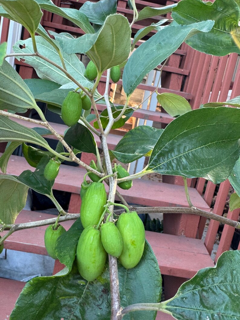 5 Gallon Pot Air Layered Taiwan Green Jujube Fruit Tree/臺灣青棗苗/fruits ...
