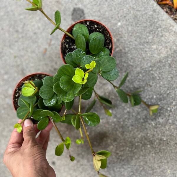 Peperomia Hope Plant - Etsy