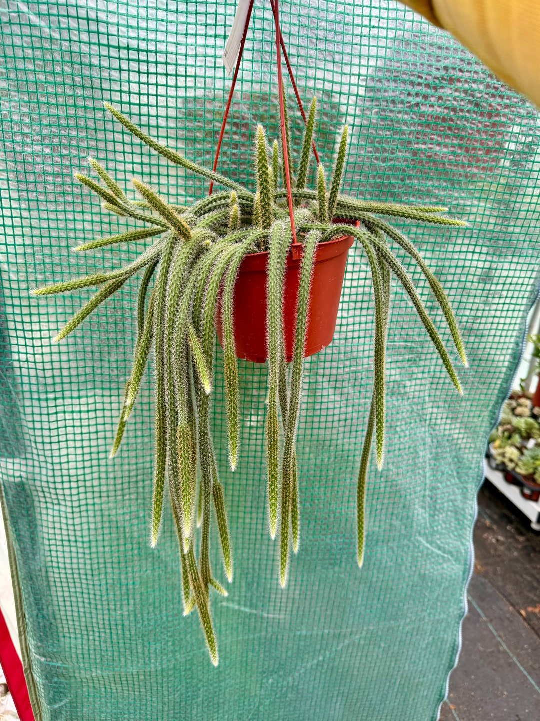 6 Pot Very Full Mouse Tail Cactus/ Rattail Cactus/ Rat Cactus ...