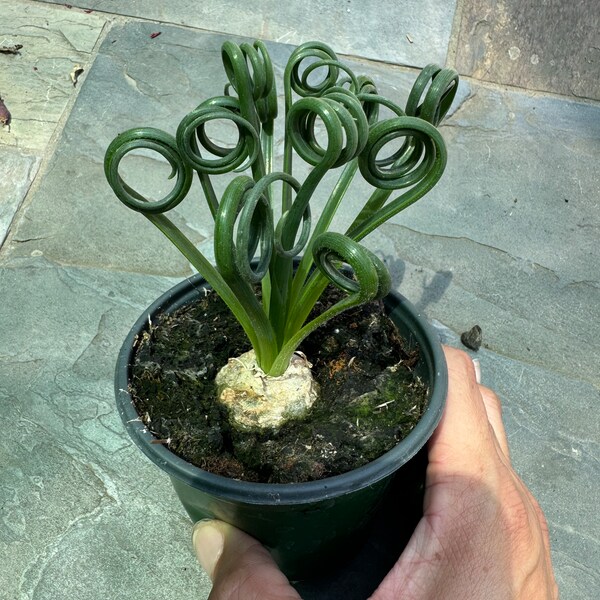 Frizzle Sizzle Plant - Etsy