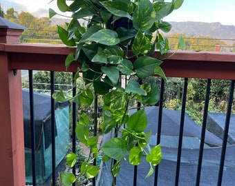 Long Golden Pothos Plant - Etsy