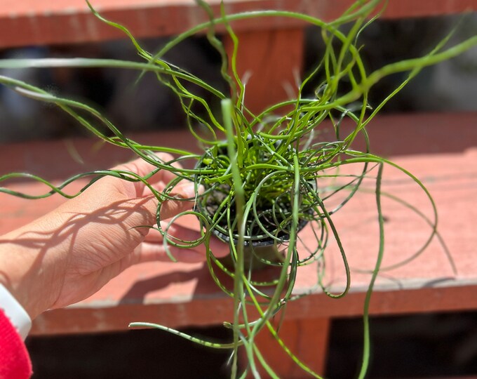 4 or 2 Inch Pot Live Plant Corkscrew Rush/juncus Effusus/twisted Rush ...