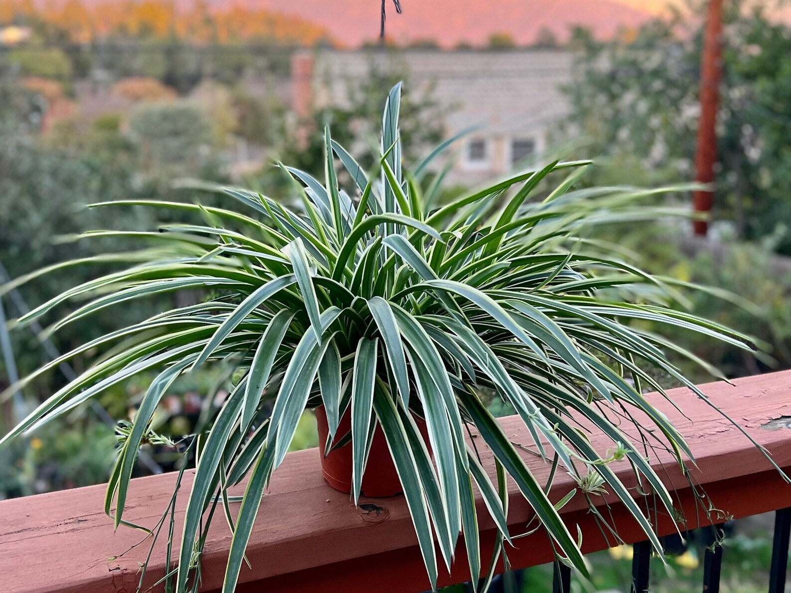 6 Pot XL Reverse Variegated Spider Plant / Chlorophytum - Etsy