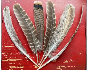 Large Feathers - Etsy