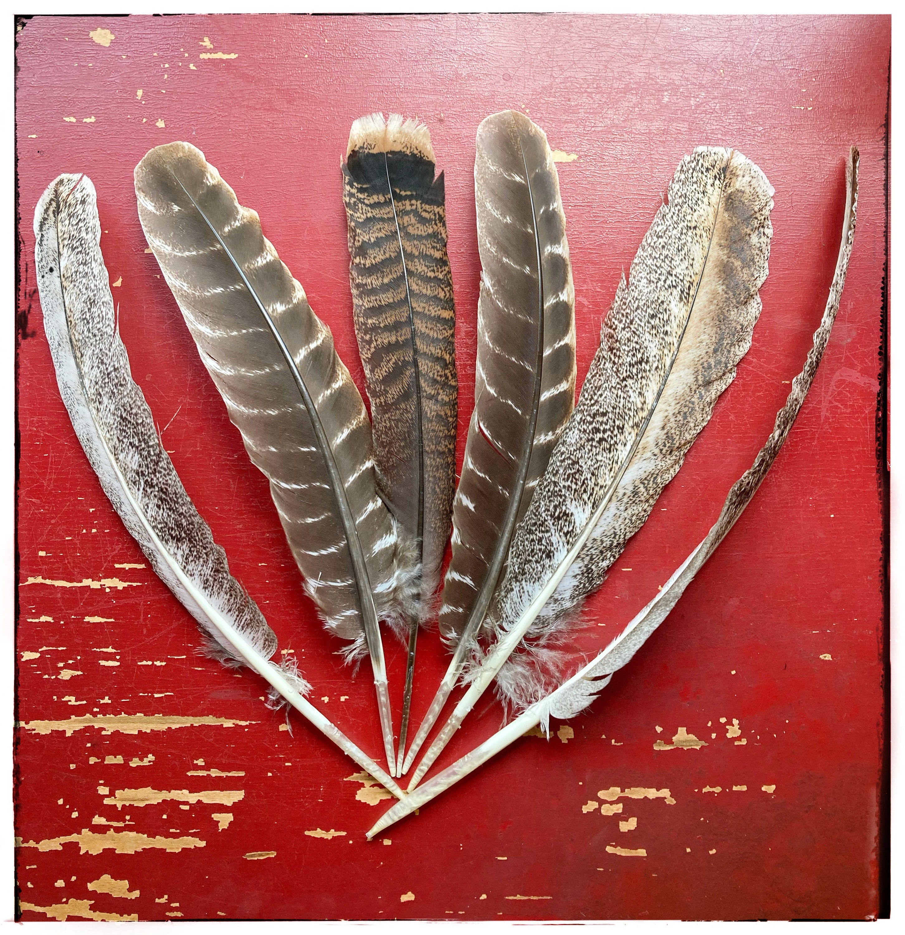 Turkey Feather Identification