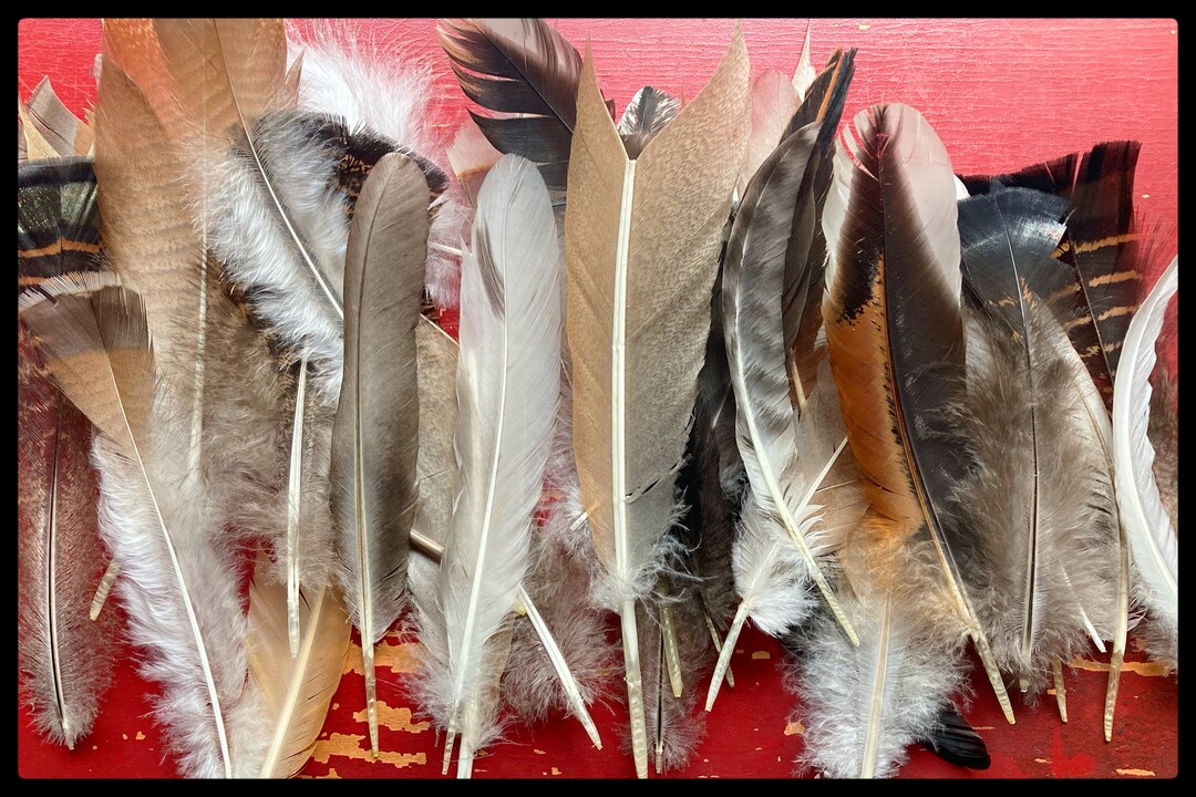 Assorted Medium Feathers Cruelty Free, From Happy Birds - Etsy