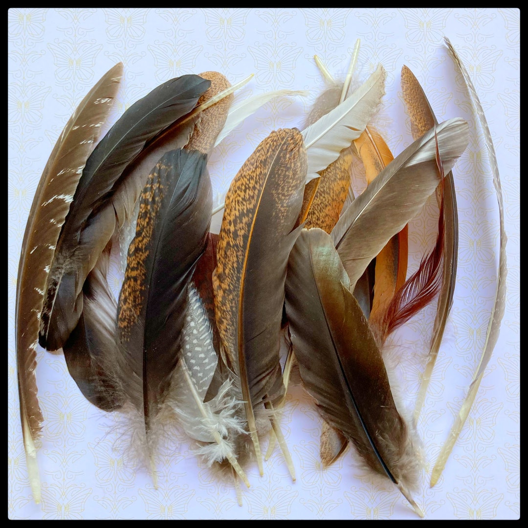 Assorted Medium Feathers Cruelty Free From Happy Birds - Etsy