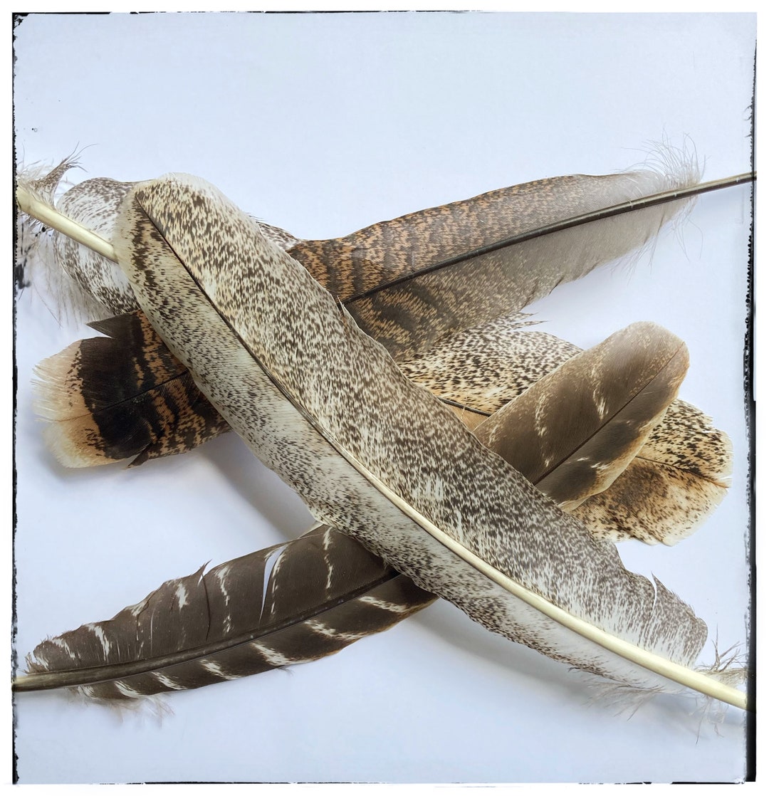Assorted Large Feathers- Cruelty Free, From Happy Birds! - Etsy