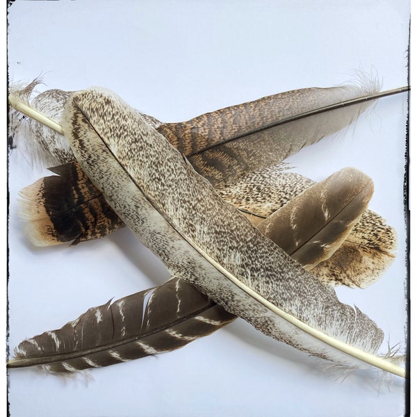 Large Feathers - Etsy
