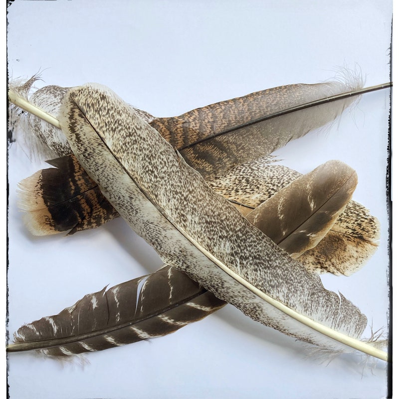 Feather Decor - Etsy