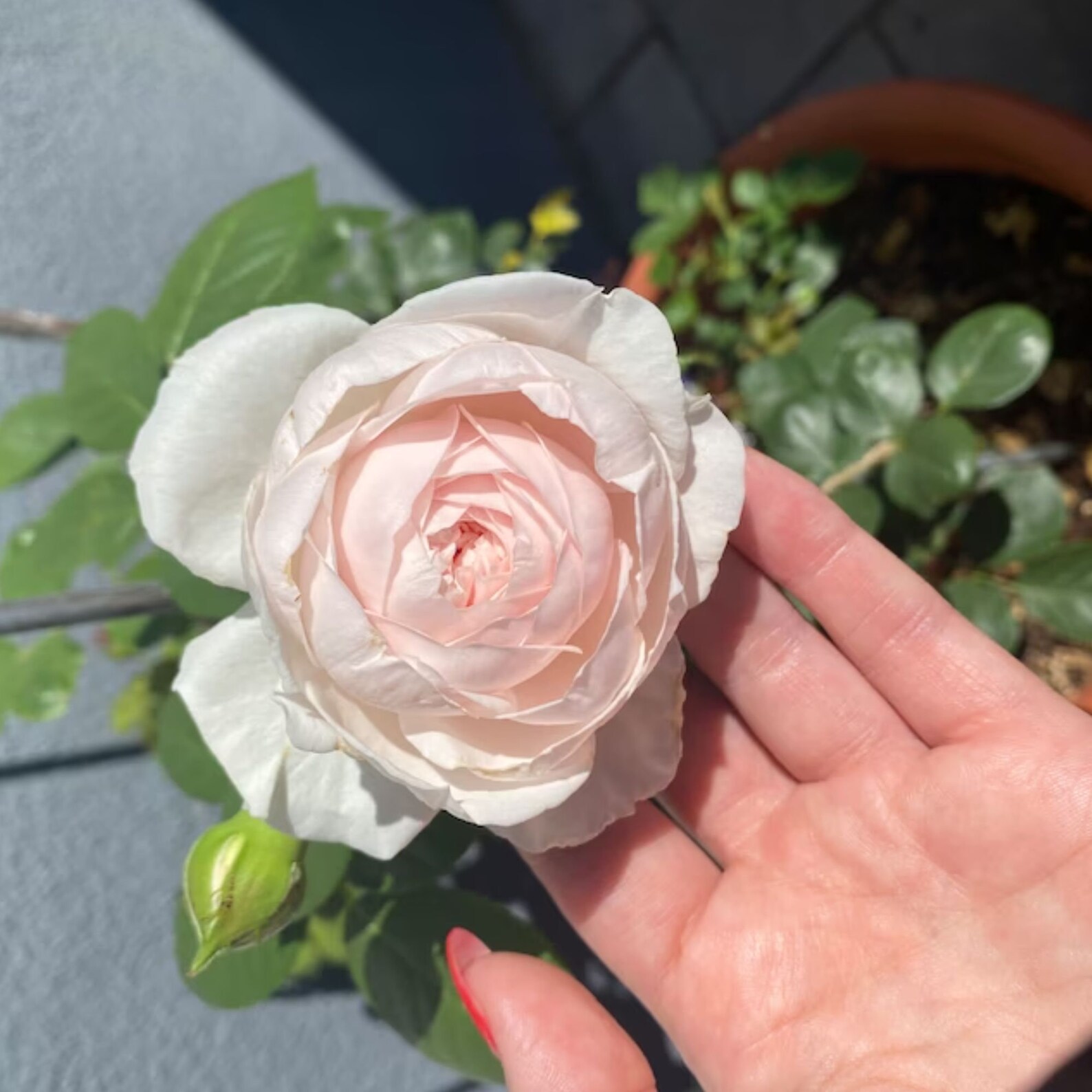 Earth Angel Parfuma Rose Plant Potted Very Fragrant Blush Etsy