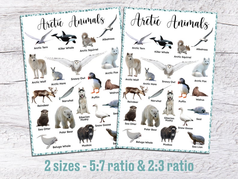 Arctic Animals Poster, INSTANT DOWNLOAD Montessori Poster, Printable ...