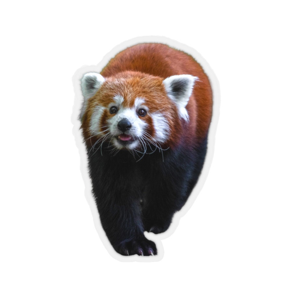 Red Panda Sticker, Animal Photograph Stickers, Wild Animals, Clear ...
