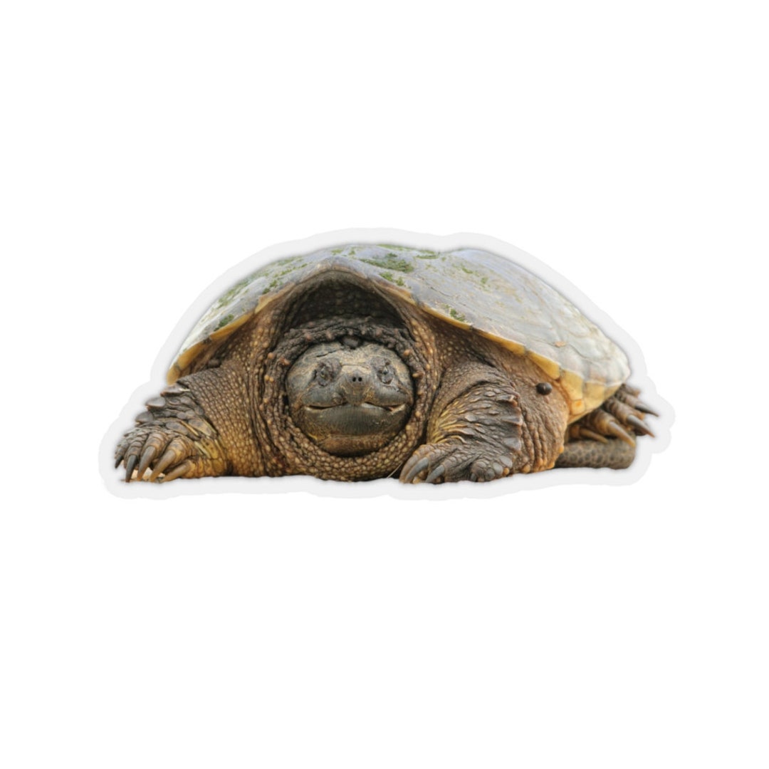 Snapping Turtle Sticker, Animal Photo Stickers, Funny Laptop Stickers ...