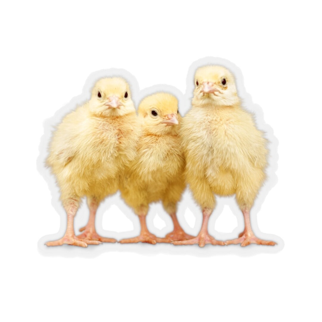Chicks Sticker, Baby Chicks, Baby Chickens, Baby Chick Sticker, Baby ...